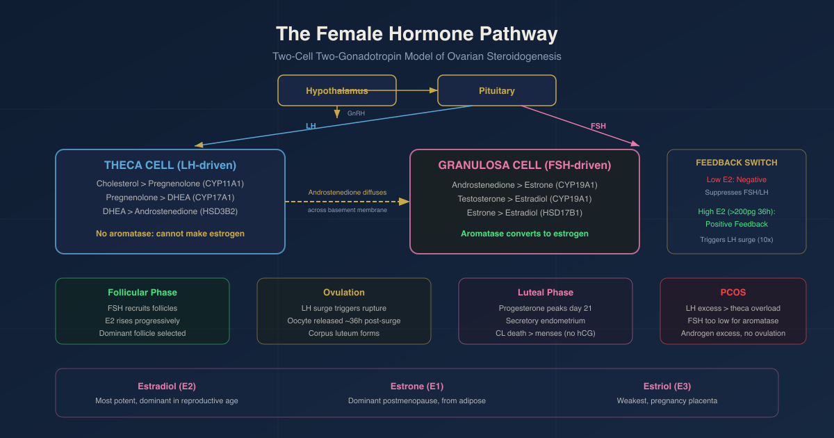 The Female Hormone Pathway: Estrogen, Progesterone, And The Cycling ...