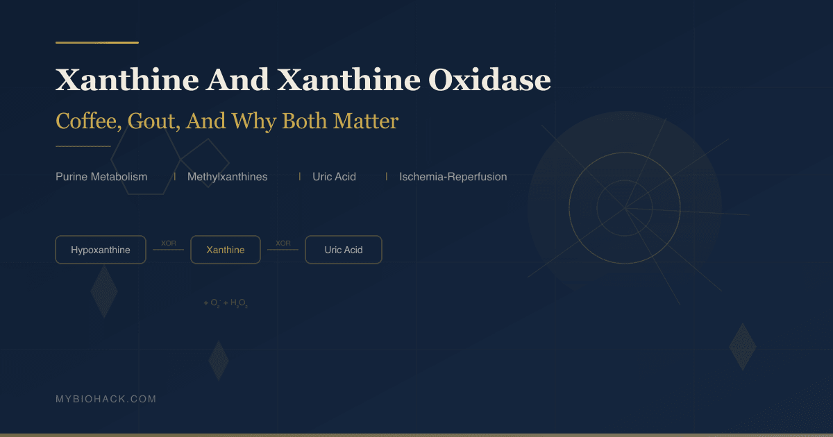 Xanthine And Xanthine Oxidase: The Molecule In Your Coffee, The Enzyme ...